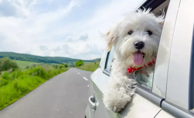 Nama untuk anjing yang terinspirasi oleh dewa-dewa Cina