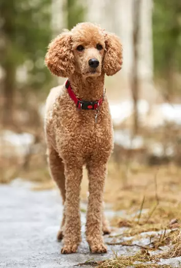 Aha 10 kacha mma maka nkịta nke poodle ma ọ bụ ụdị poodle