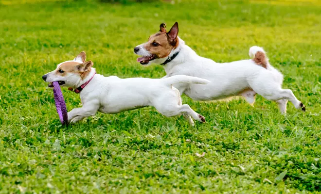 Hai animali domestici? Scegli alcuni di questi nomi