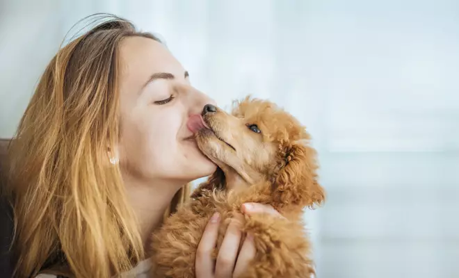 Seo roinnt smaointe maidir le hainmneacha madra