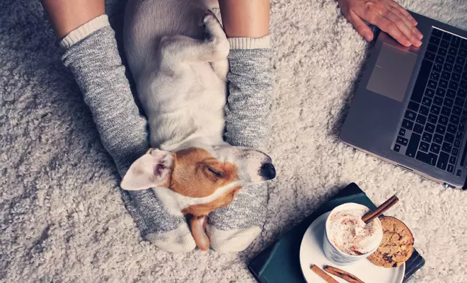 Gioca con il tuo gatto o cane per eliminare l'ansia