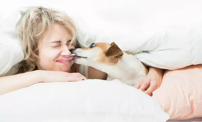Kas see on tõsi, et teie koera suudeldakse ja ta sulle näkku lakub?