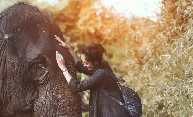 Gajah lan rejeki sing apik utawa ala