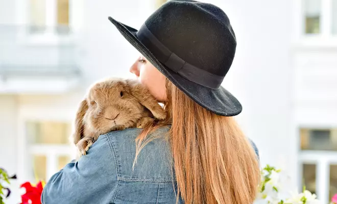 Является ли кролик животным удачи?
