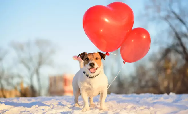 Beste op Valentijnsdag geïnspireerde hondennamen