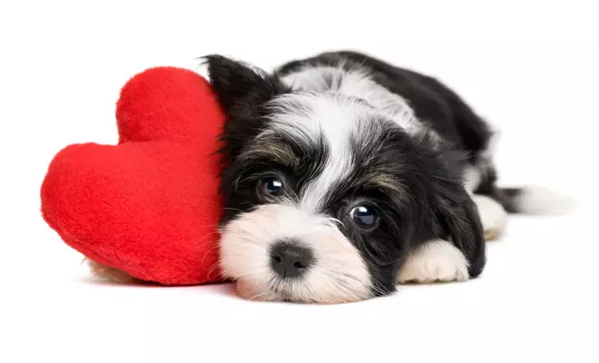 Idea nama anjing untuk Hari Valentine