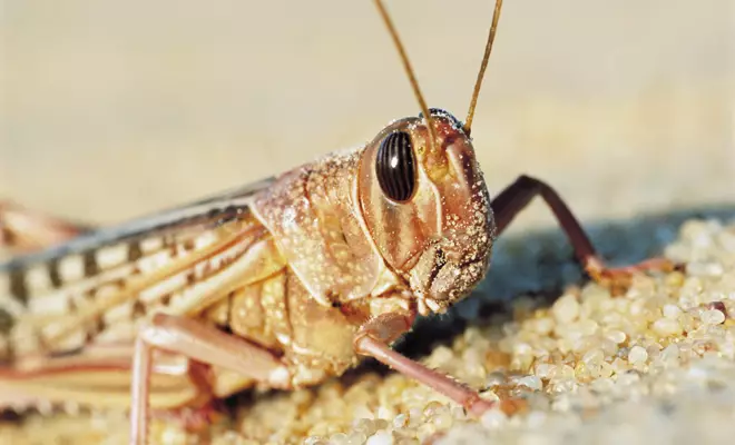 Różne znaczenia snów o zwierzętach