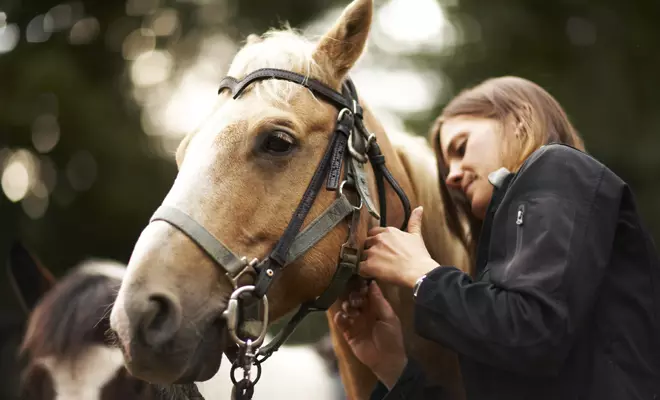 Semnificațiile diferite ale visului despre animale