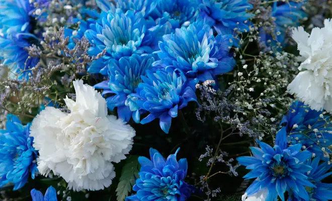 تفسير رؤية الزهور الزرقاء في المنام