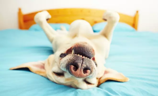 10 lesse van jou hond wat jou gelukkiger sal maak