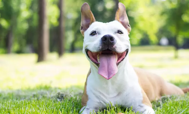 Co vás váš pes může naučit, abyste byli šťastnější