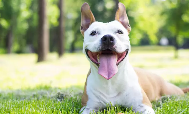 Apa yang bisa diajarkan anjing Anda untuk menjadi lebih bahagia