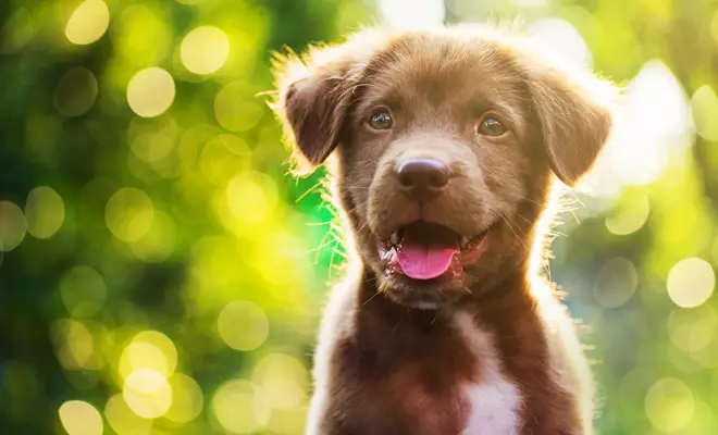 Palajaran ti anjing anjeun janten happier