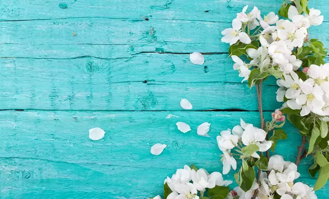 Què significa somiar amb flors blanques