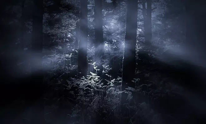 معانی مختلف دیدن یک جنگل تاریک در خواب