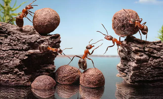What does it mean to dream that you are an ant?