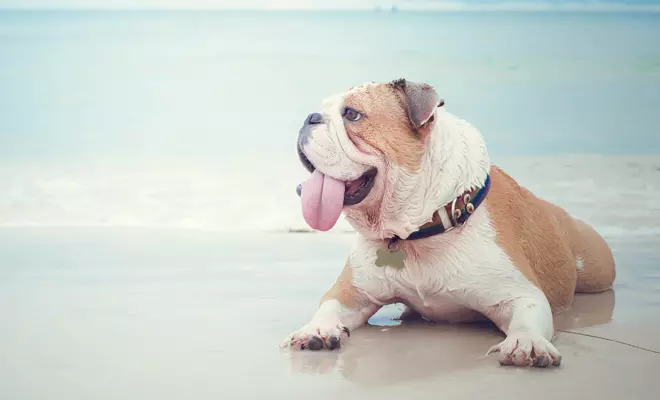 Вдохновитесь этими пляжами, чтобы позвать свою собаку