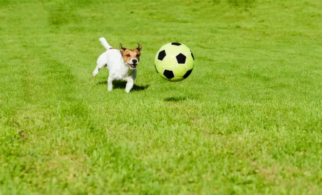 Hundnamn inspirerade av fotbollsspelare