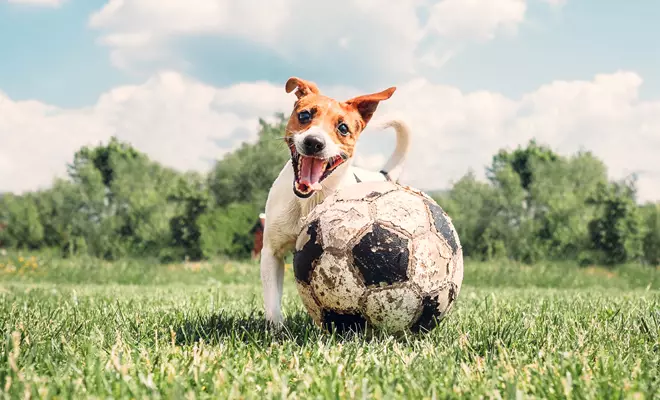futbolo trenerių įkvėpti šunų vardai