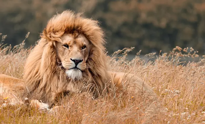 Ką reiškia sapnuoti liūtus