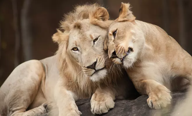 خواب دیکھنے کی تعبیر کہ دو شیر آپ کا پیچھا کر رہے ہیں۔