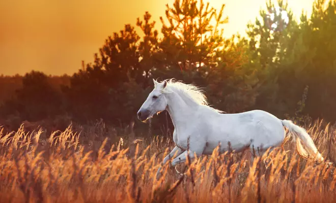 Que signifie rêver de chevaux blancs