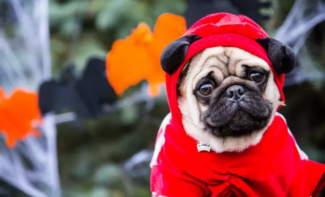 あなたの犬の名前を選ぶためにハロウィーンに触発されてください