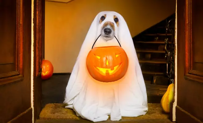 Halloween memberi Anda ide untuk memanggil anjing Anda