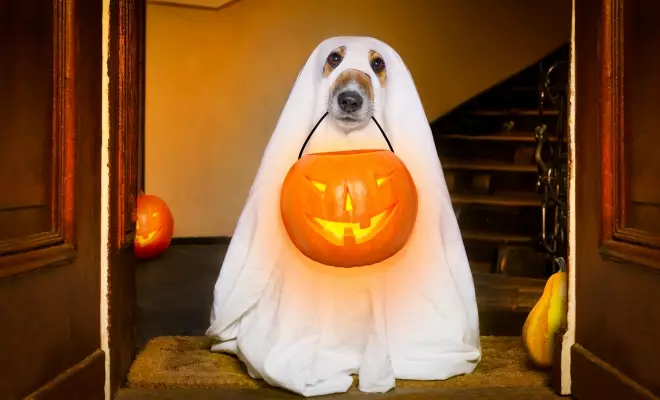 ハロウィーンはあなたにあなたの犬を呼ぶためのアイデアを与えます