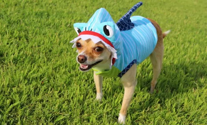 Halloween Inspired Dog အမည်များ