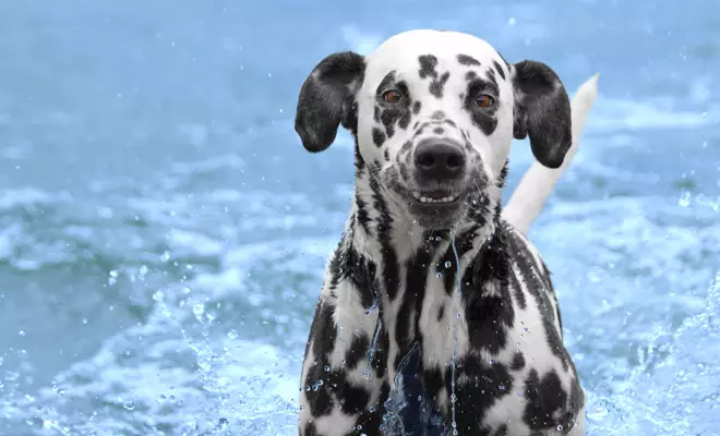 Et si vous donniez à votre chien le nom d'une rivière ? d'origine 100%