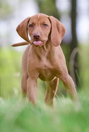 Honden en Olympische Spelen