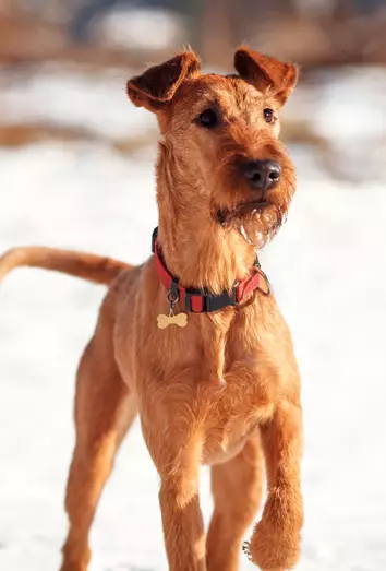 Cães e nomes para o inverno