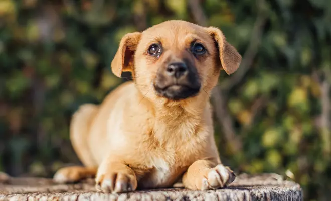 Warum der Name Ihres Hundes seine Persönlichkeit definieren kann