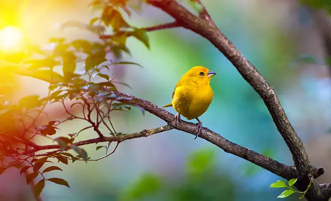 Сънувате канарче: радост идва в живота ви
