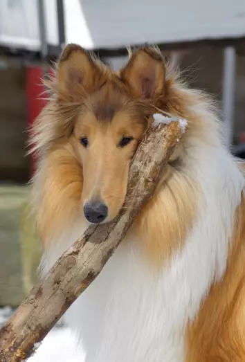 ឈ្មោះឆ្កែ Collie