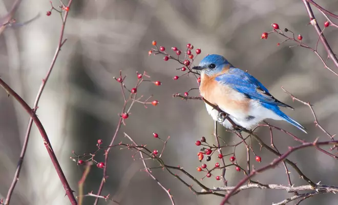 What does it mean to dream of birds