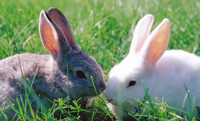 Видеть во сне цветных кроликов: удачи в жизни