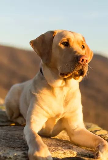 Dağlardan ilham alan 10 köpek ismi