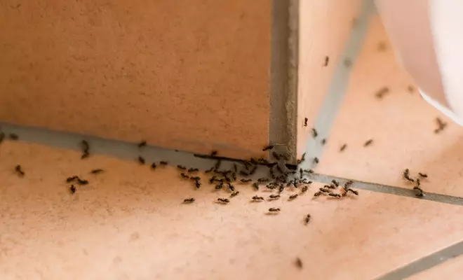 O que significa sonhar com formigas em casa