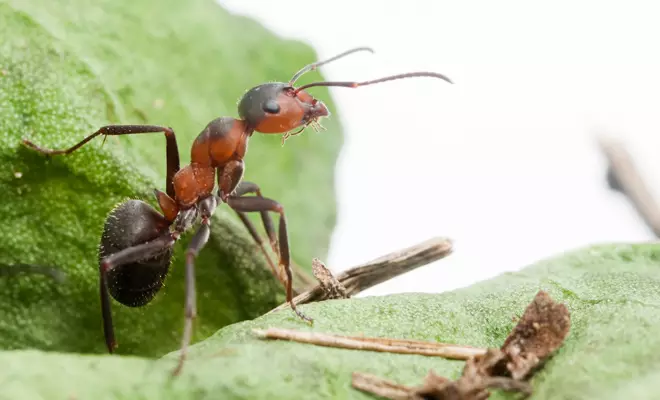 Cosa significa sognare formiche giganti?