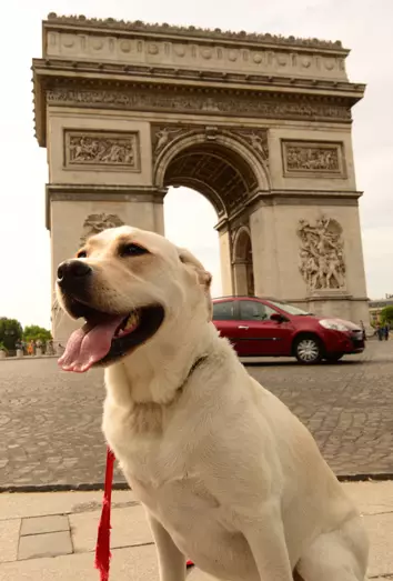 10 nomes de cans inspirados en países europeos