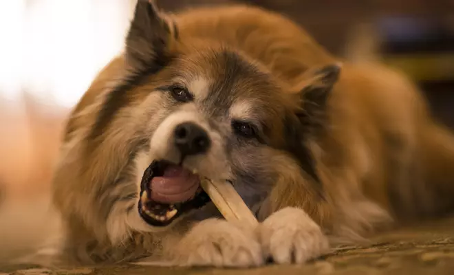 10 ідеальних імен собак для найненажерливіших домашніх тварин