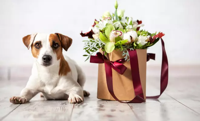 10 نام سگ الهام گرفته از گل