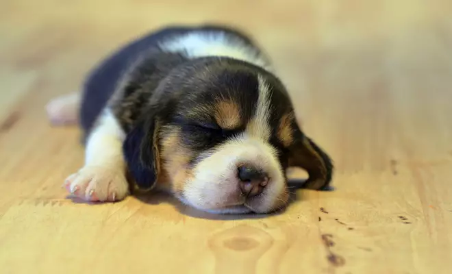 En uykucu evcil hayvanlar için ideal köpekler için 10 isim