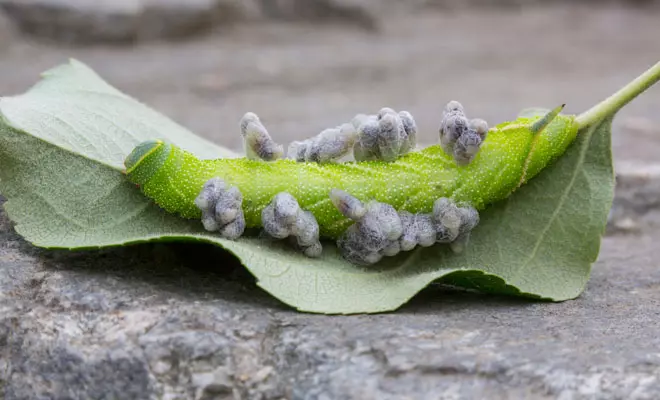 Ibisobanuro bidashimishije byinzozi hamwe na parasite