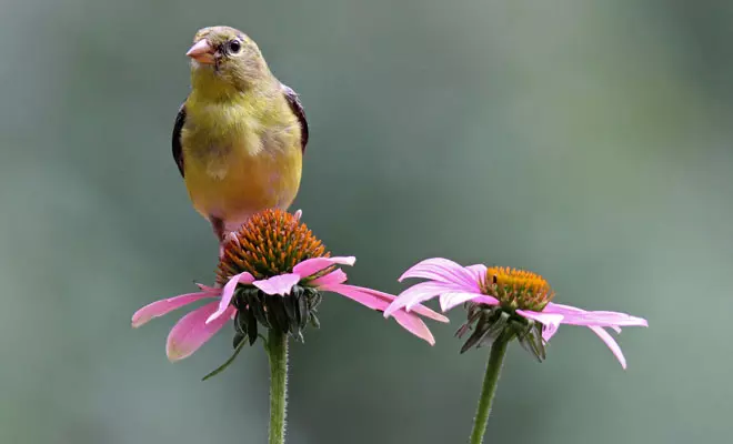 Ano ang ibig sabihin ng panaginip ng mga goldfinches