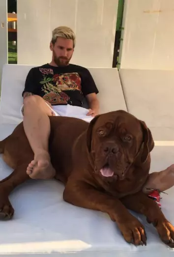 Dit is Messi en zijn nieuwe hond Hulk, een Bordeauxdog.