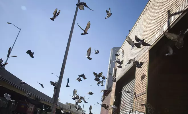 Какво означават кошмарите с гълъбите