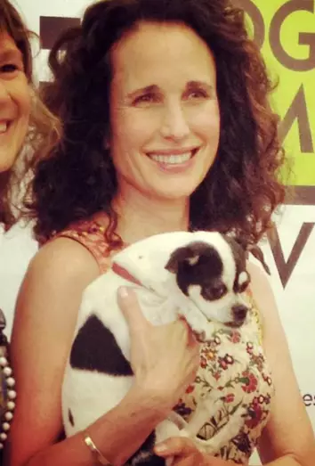 Famulaj hundoj: Ava, la malgranda dorlotbesto de Andie Macdowell